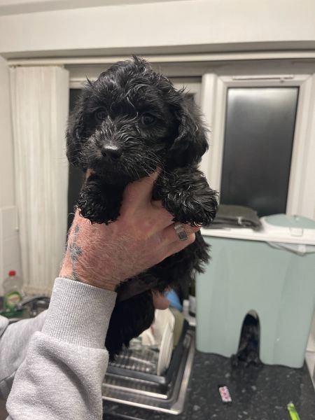 Cockerpoo Cross Mini Schnauzer Puppies