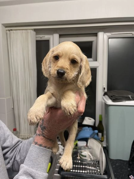 Cockerpoo Cross Mini Schnauzer Puppies