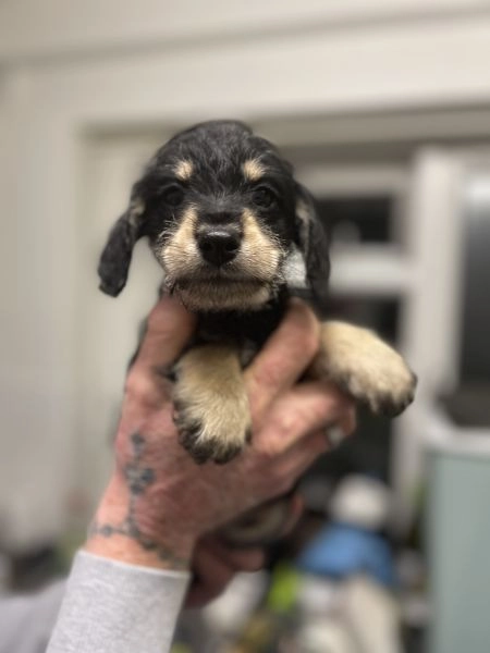 Cockerpoo Cross Mini Schnauzer Puppies