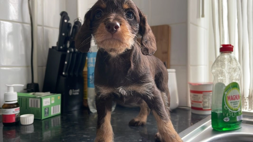 Cockerpoo Cross Mini Schnauzer Puppies