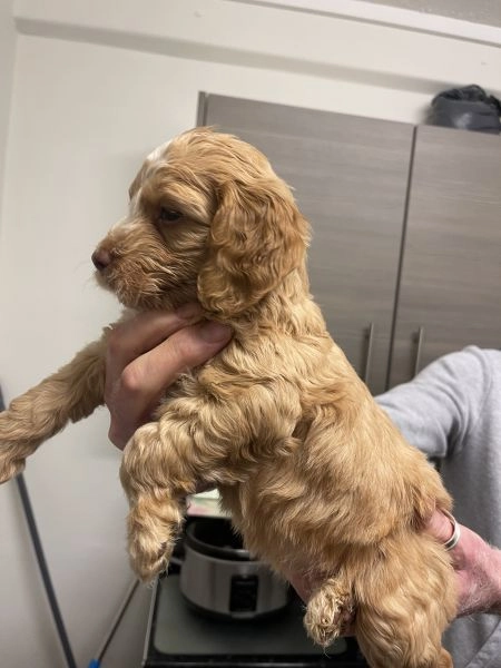 Cockapoo Cross Puppies Springer/cocker/cross poodle