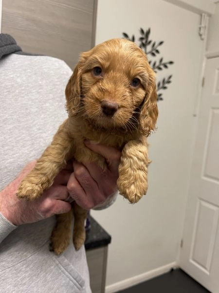 Cockapoo Cross Puppies Springer/cocker/cross poodle