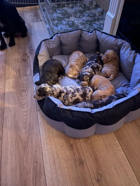 Cockapoo Cross Puppies Springer/cocker/cross poodle