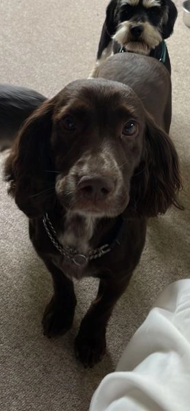 Cockapoo Cross Puppies Springer/cocker/cross poodle