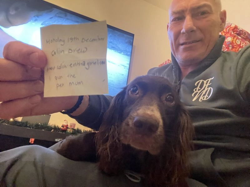 Cockapoo Cross Puppies Springer/cocker/cross poodle