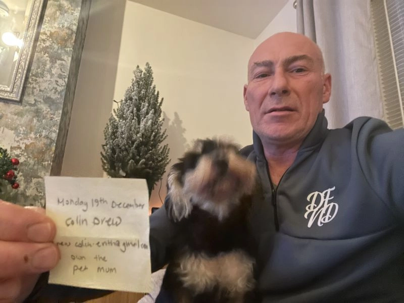 Cockerpoo Cross Mini Schnauzer Puppies