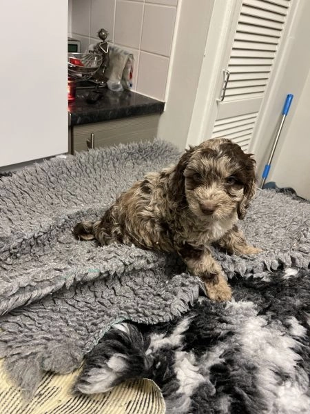 Cockapoo Cross Puppies Springer/cocker/cross poodle